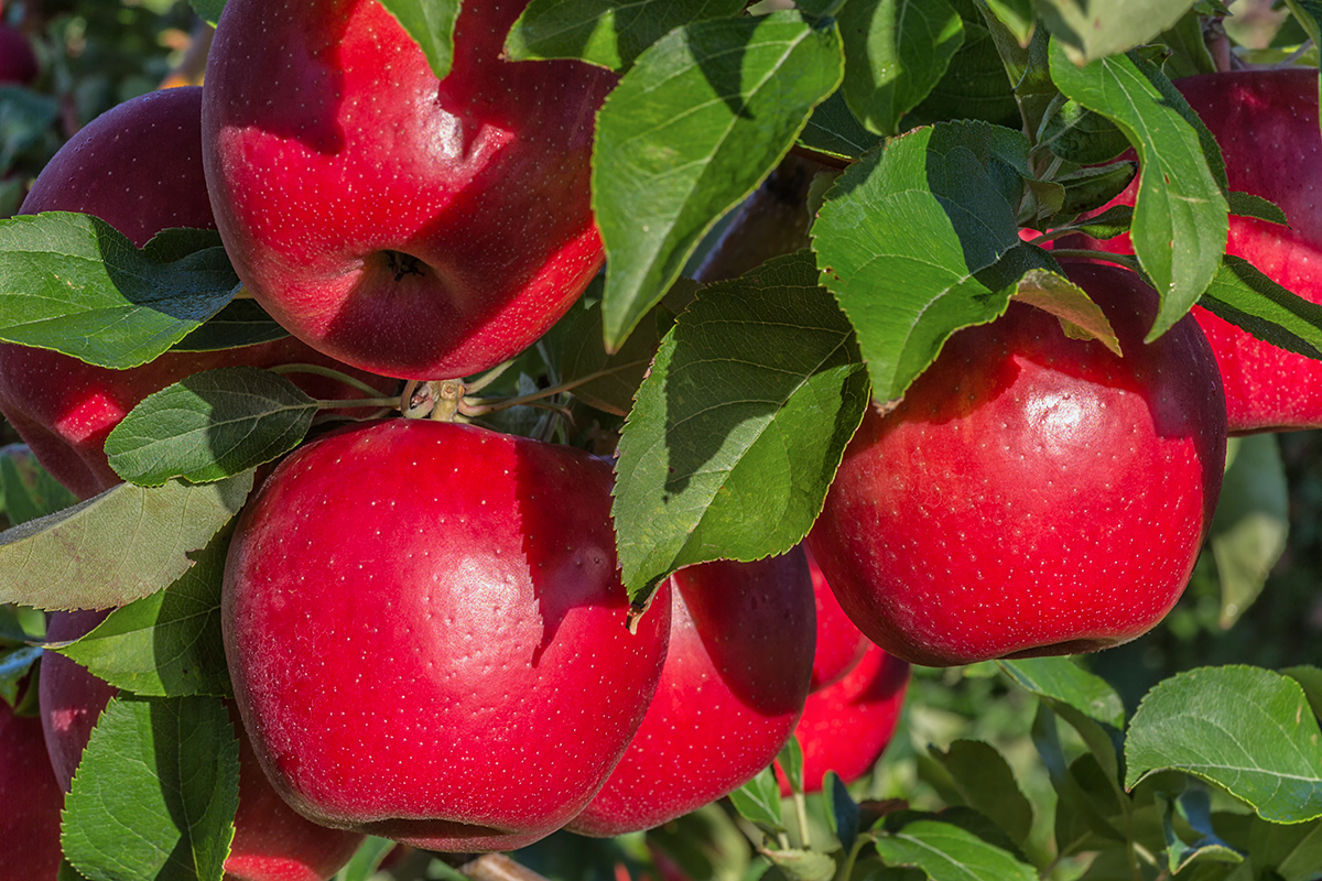 Kazakhstan aims to revive famous Aport apples for export