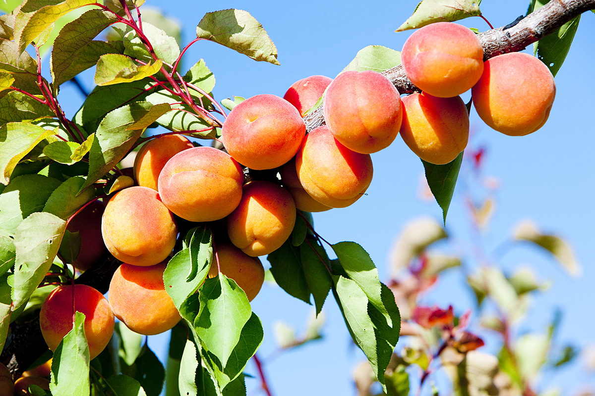 Turquie : le gel sévère endommage le raisin et les abricots