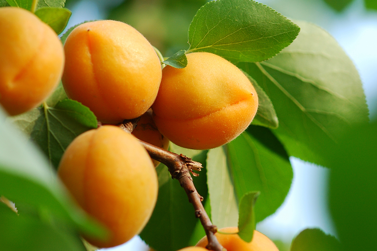 Europe's apricot harvest will decrease by 10% due to weather issues in ...