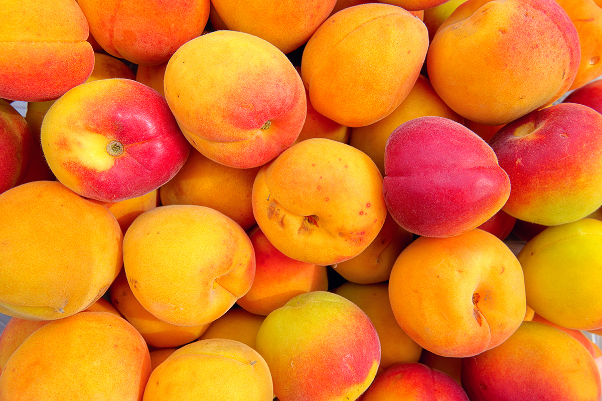 Uzbekistan becomes world’s second-largest apricot producer