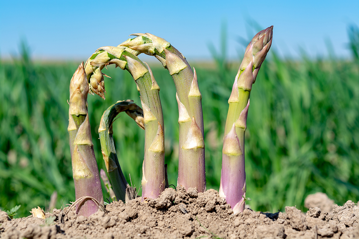 Norddeutsche Spargelsaison startet voraussichtlich pünktlich zu Ostern