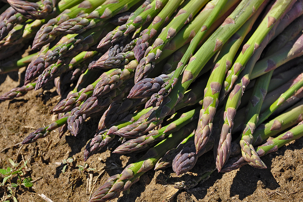 Michigan asparagus crop hit by frost after early harvest start