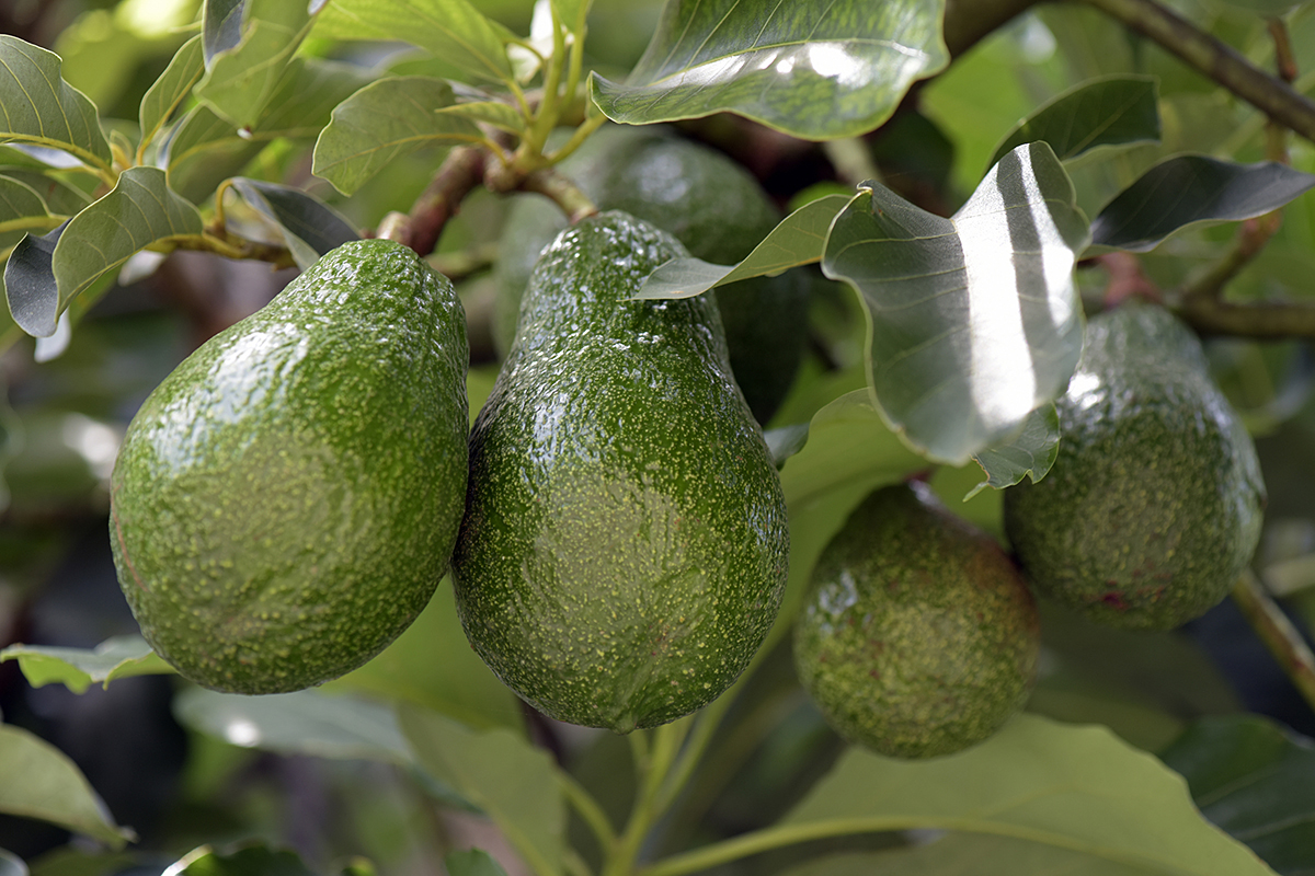 Uganda's avocado sector seeks solutions for export growth