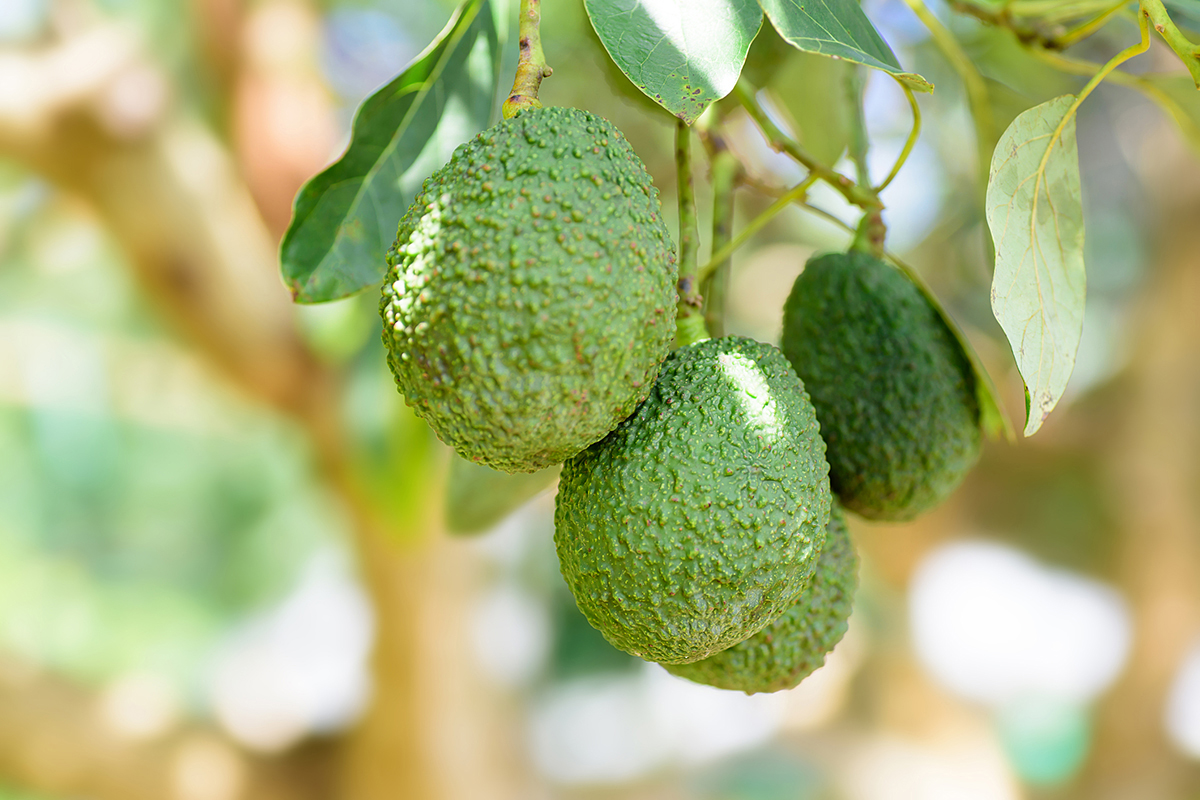 Morocco expands avocado production despite drought