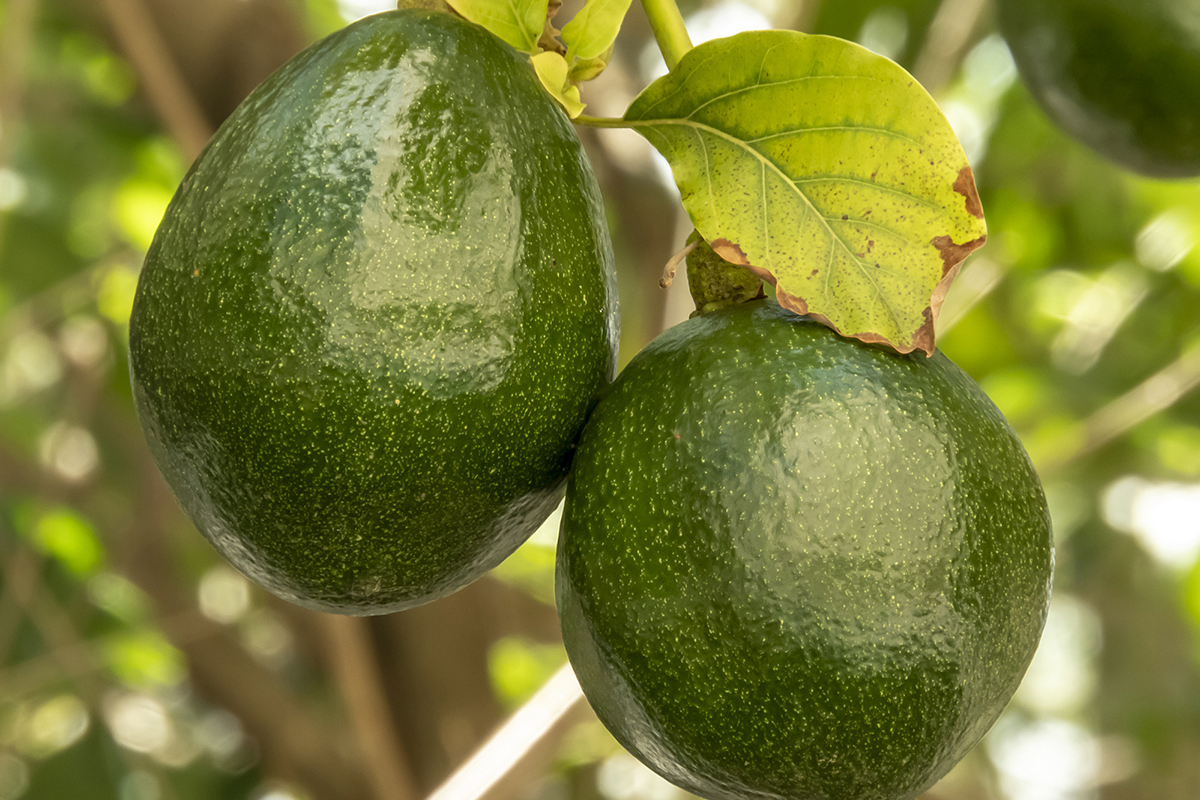 Telangana boosts avocado cultivation to meet rising demand and improve ...