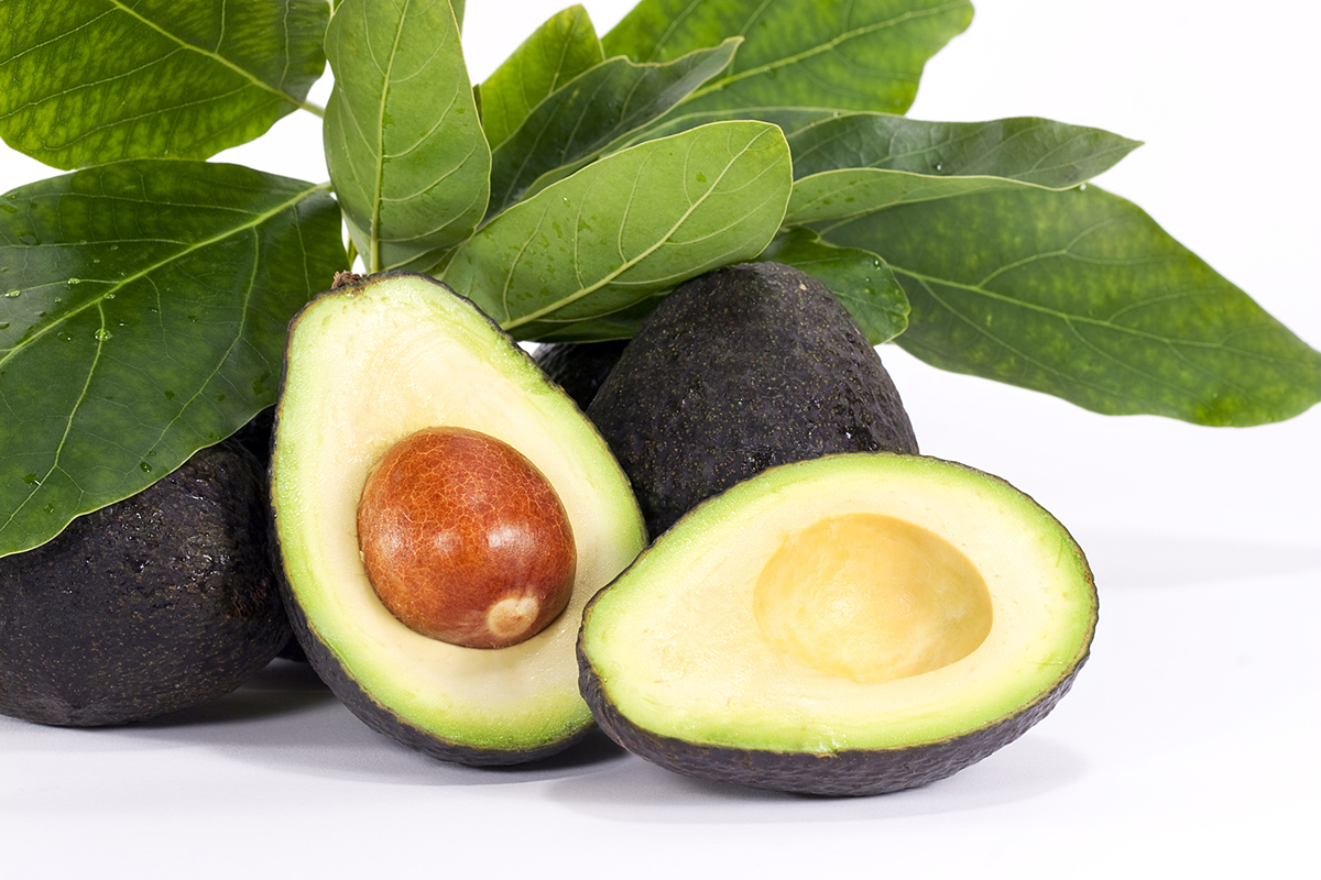 Chilean avocado production reaches its best level in 15 years