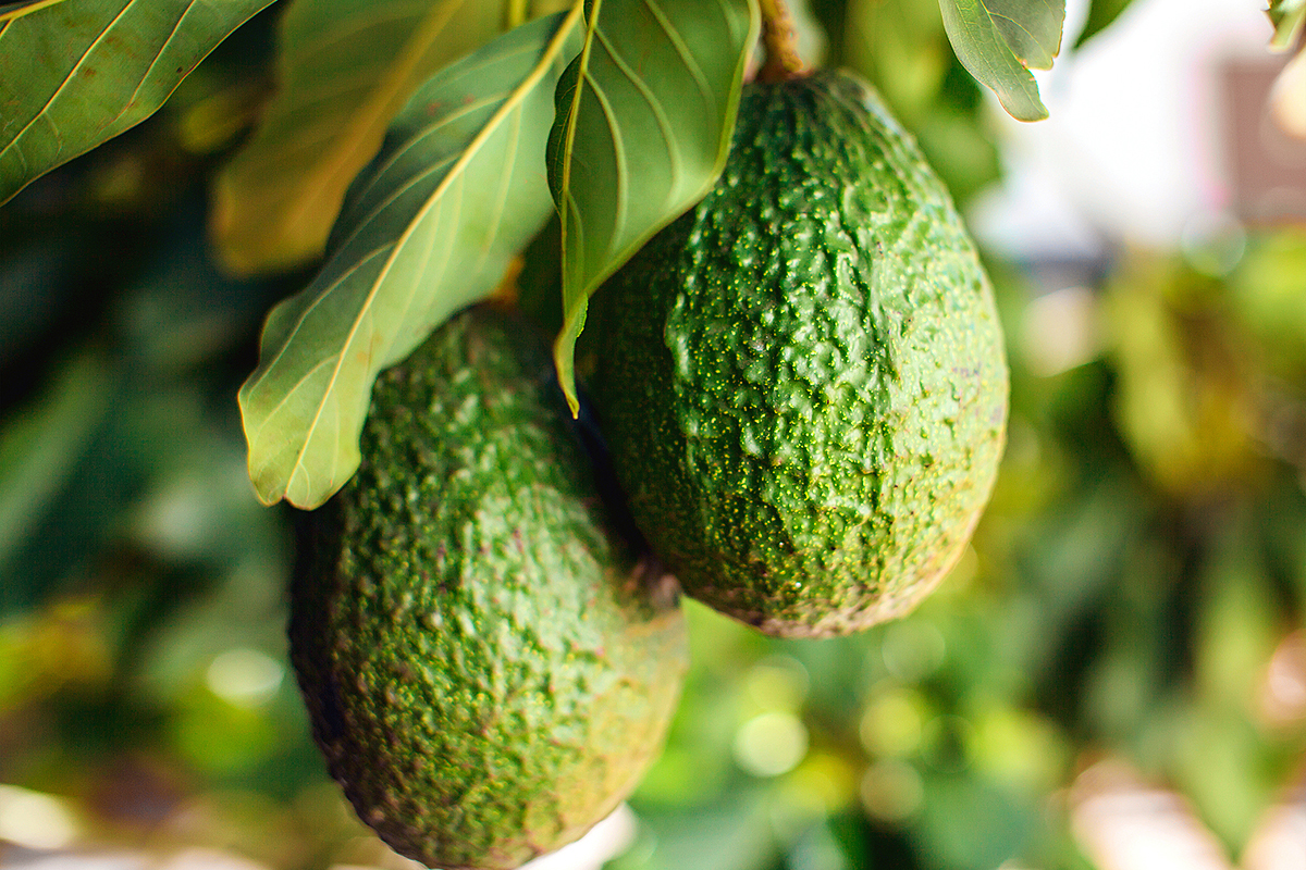 Kenya grows avocado and nut exports to China