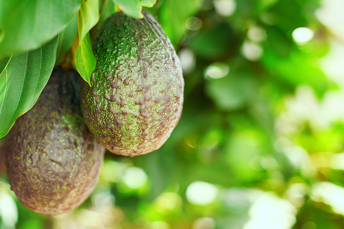 Australian avo volumes lower, but up in value in 2024/25