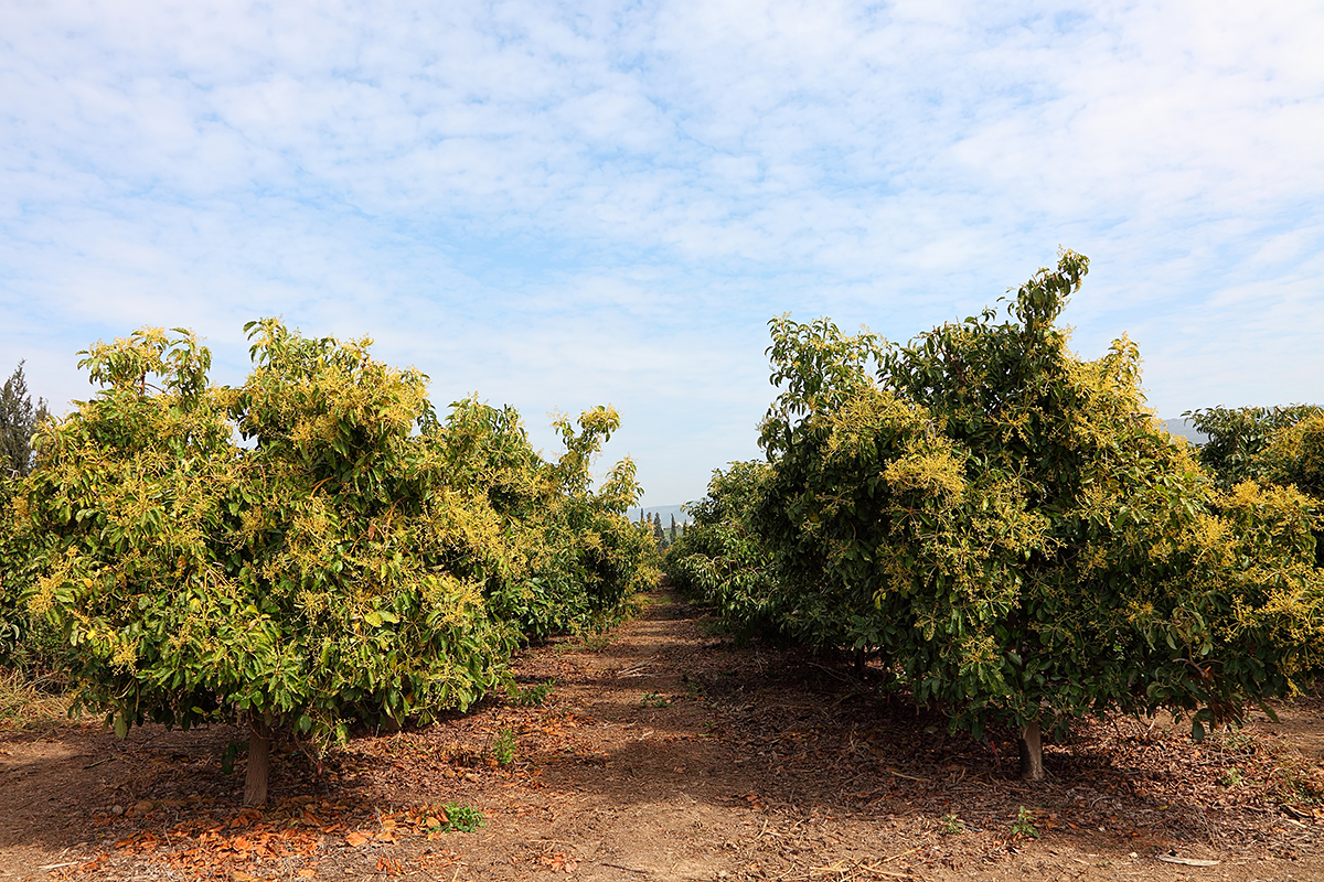 Queensland avocado farmers cut back amid market challenges