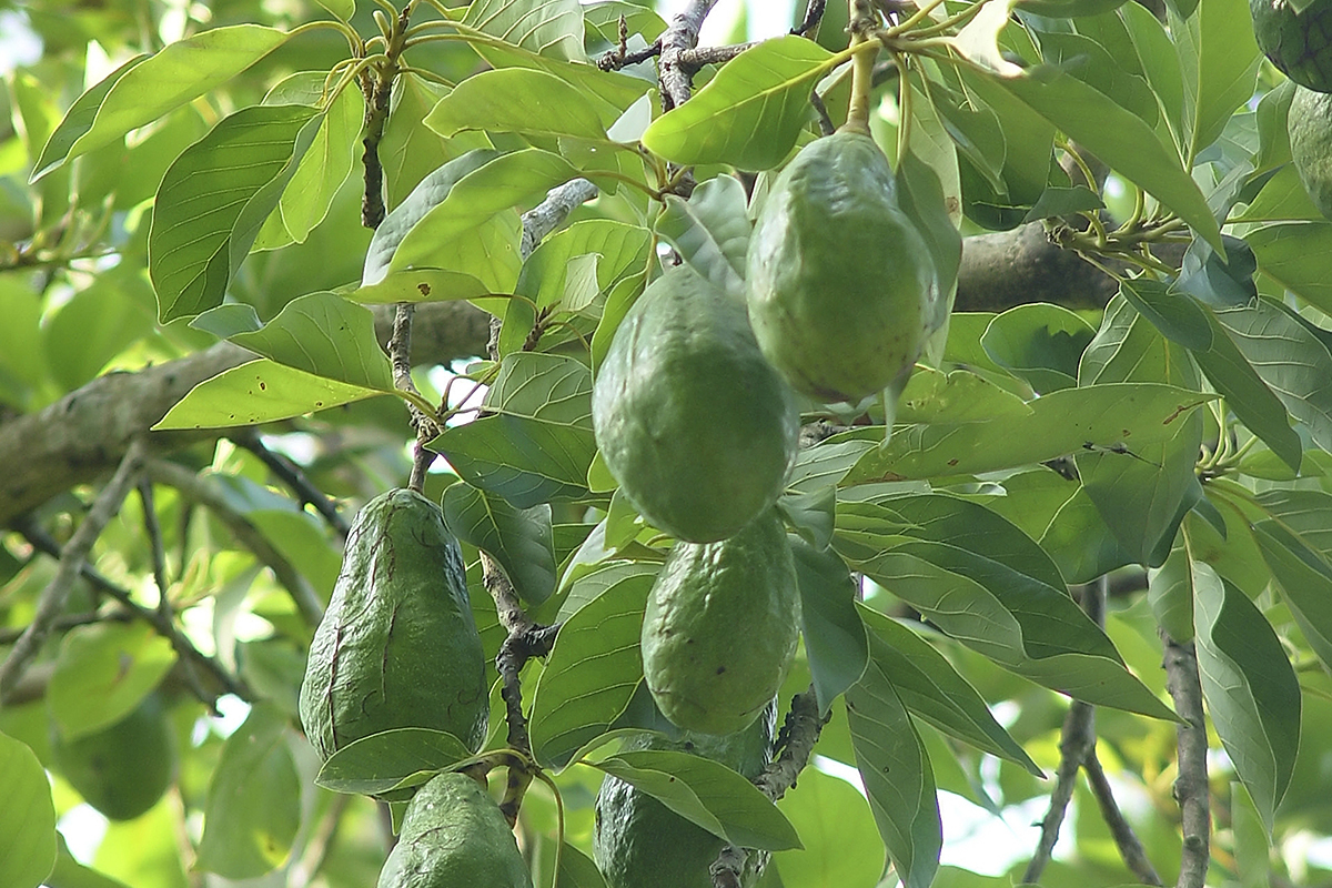 California avocado harvest season begins as Hass crop reaches maturity