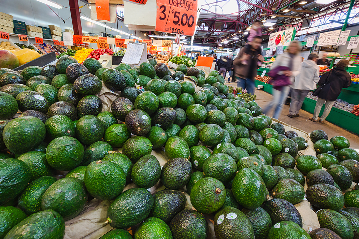 Brazil secures avocado export market in Costa Rica