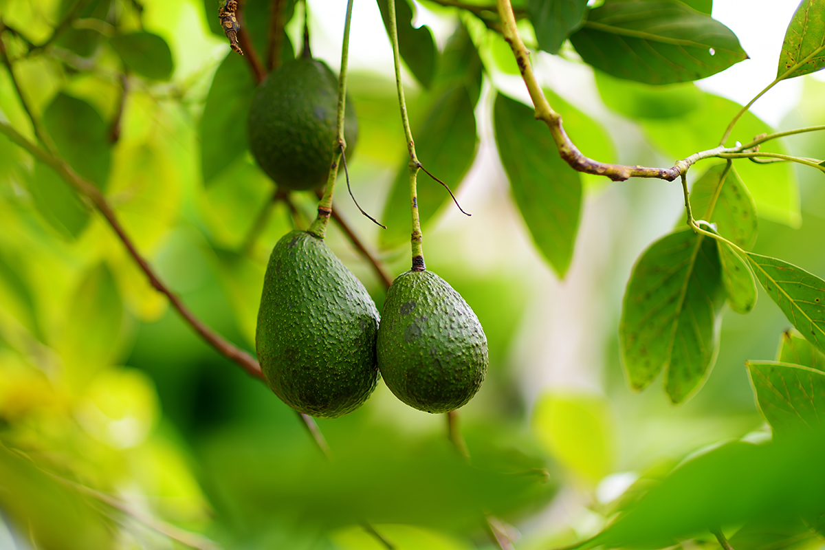 New policies target Mexico's avocado industry