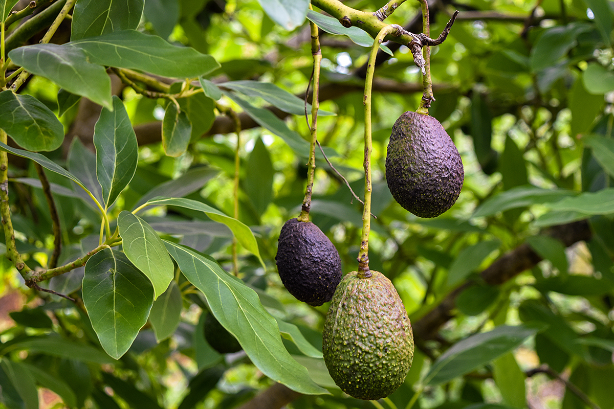 Avocado boom in Europe strains Kenyan farmers and environment