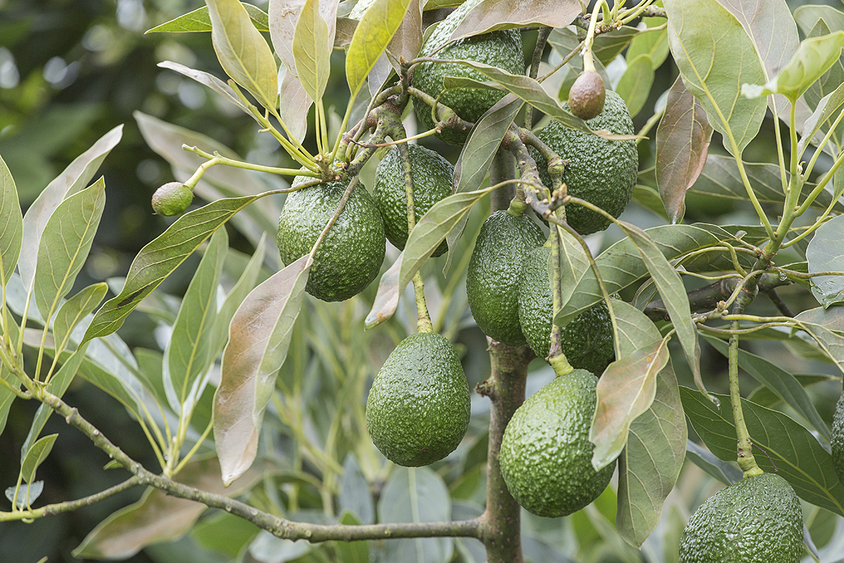 CSIC researchers share their avocado-pollination techniques with ...