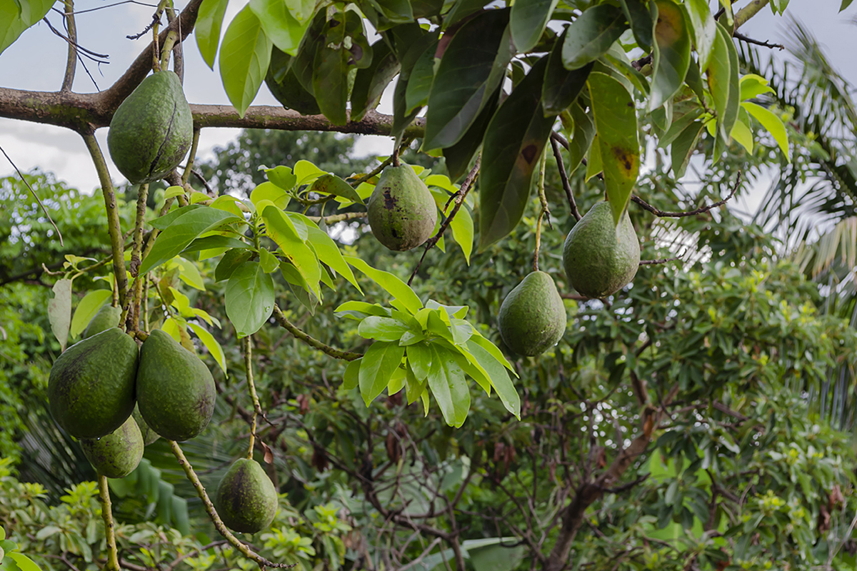 The environmental life cycle assessment of Australian avocados