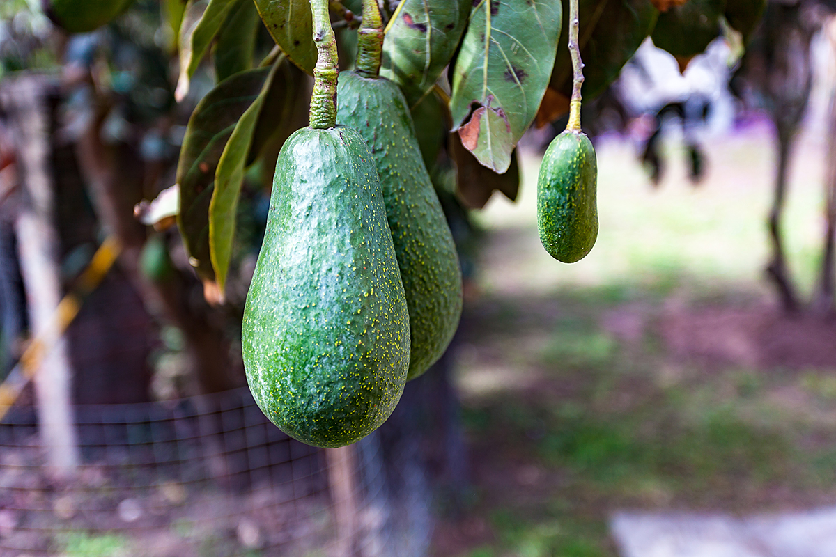 Moroccan avocado exports expected to reach 60,000 tons in 2026