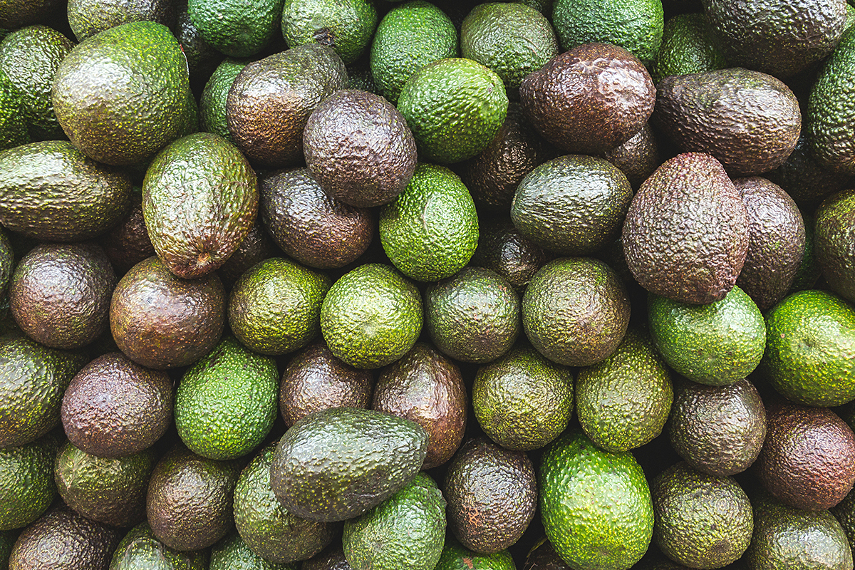 New giant avocado arrives in Australia