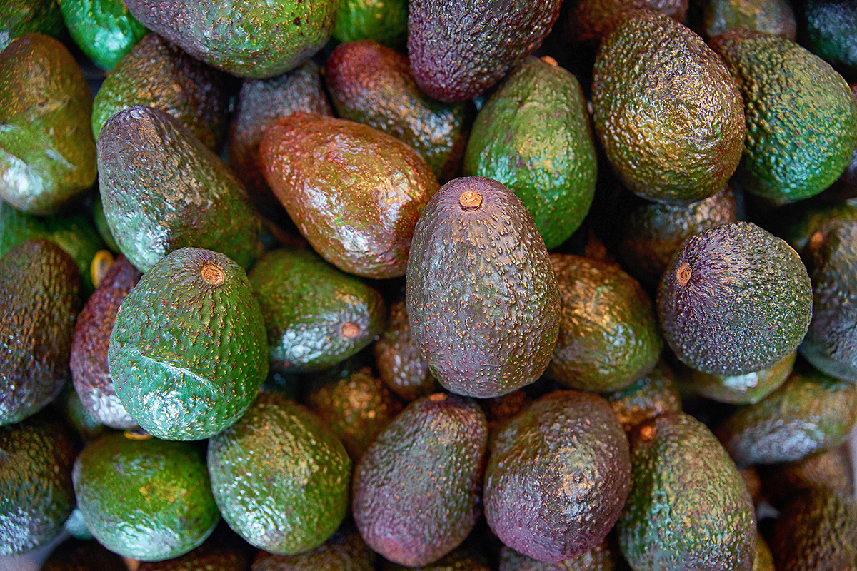 Dominican Republic looks to capitalize on the booming avocado market