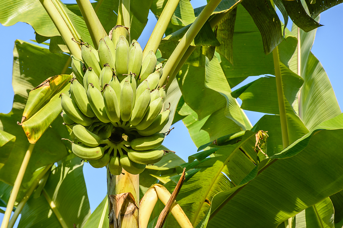 Honduras prevé sumar mil hectáreas de bananos