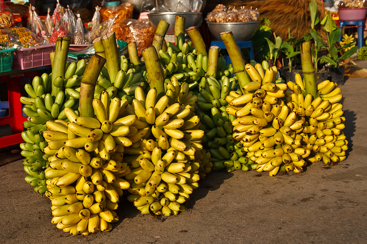 Cameroonian banana exports rise 1.5% in May 2026