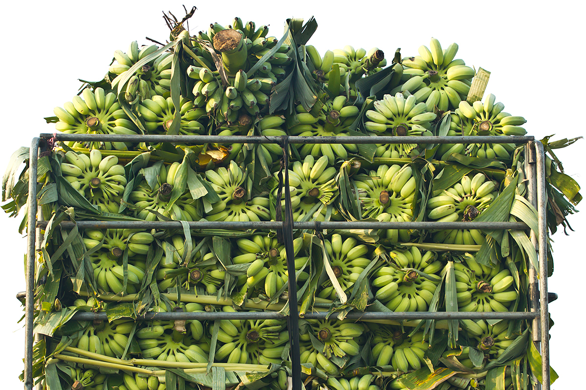 A Honduran banana producer makes an urgent call for the rescue of the ...
