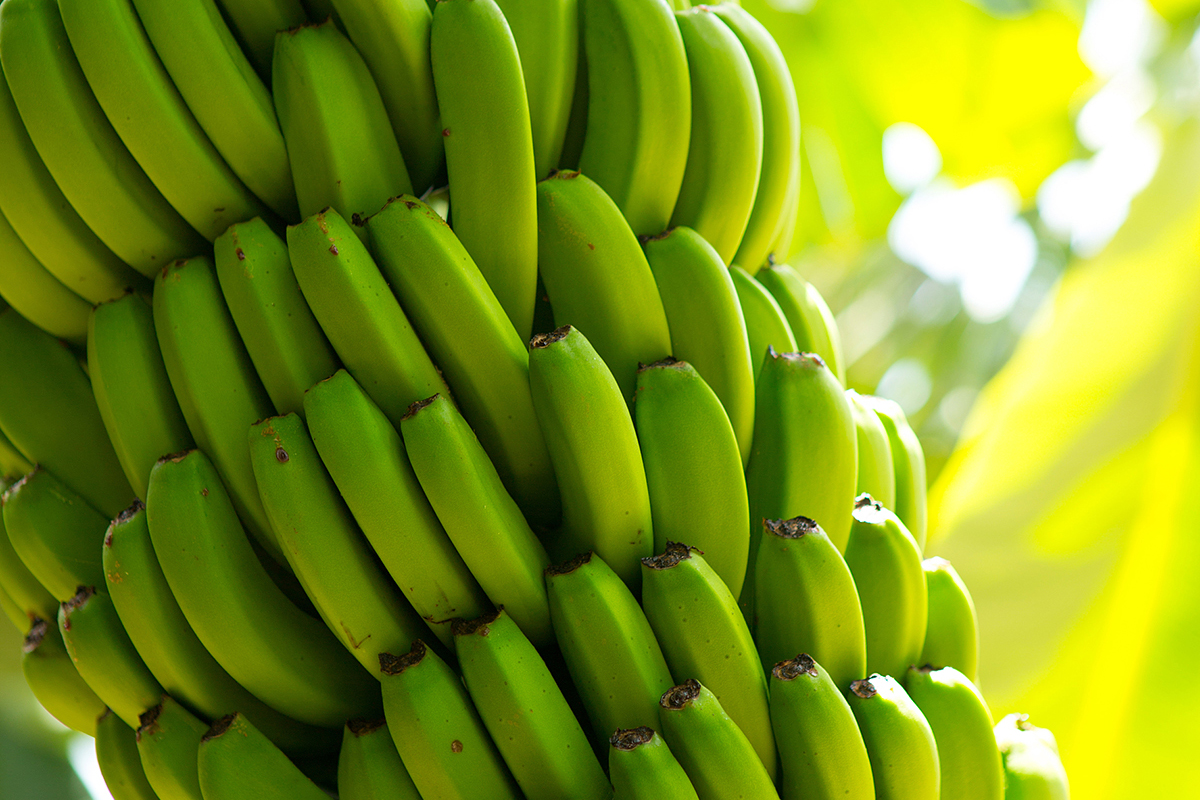 ABGC officially restarts surveillance to safeguard Australia’s banana ...