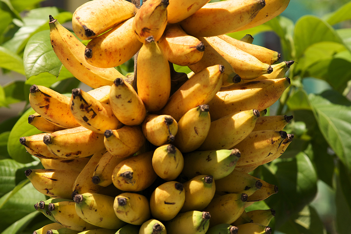 Australië's eerste smaaktest met genetisch gemodificeerde bananen