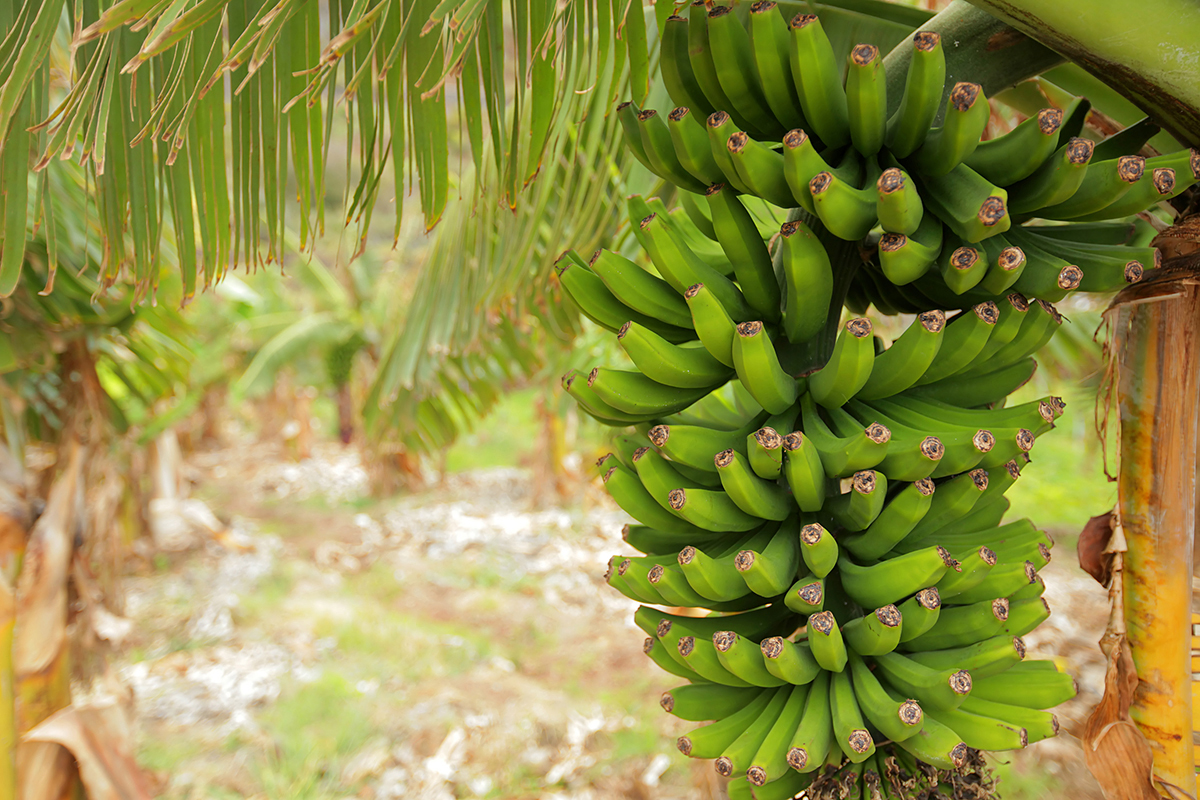 Unionization efforts expand in banana sector of the Dominican Republic
