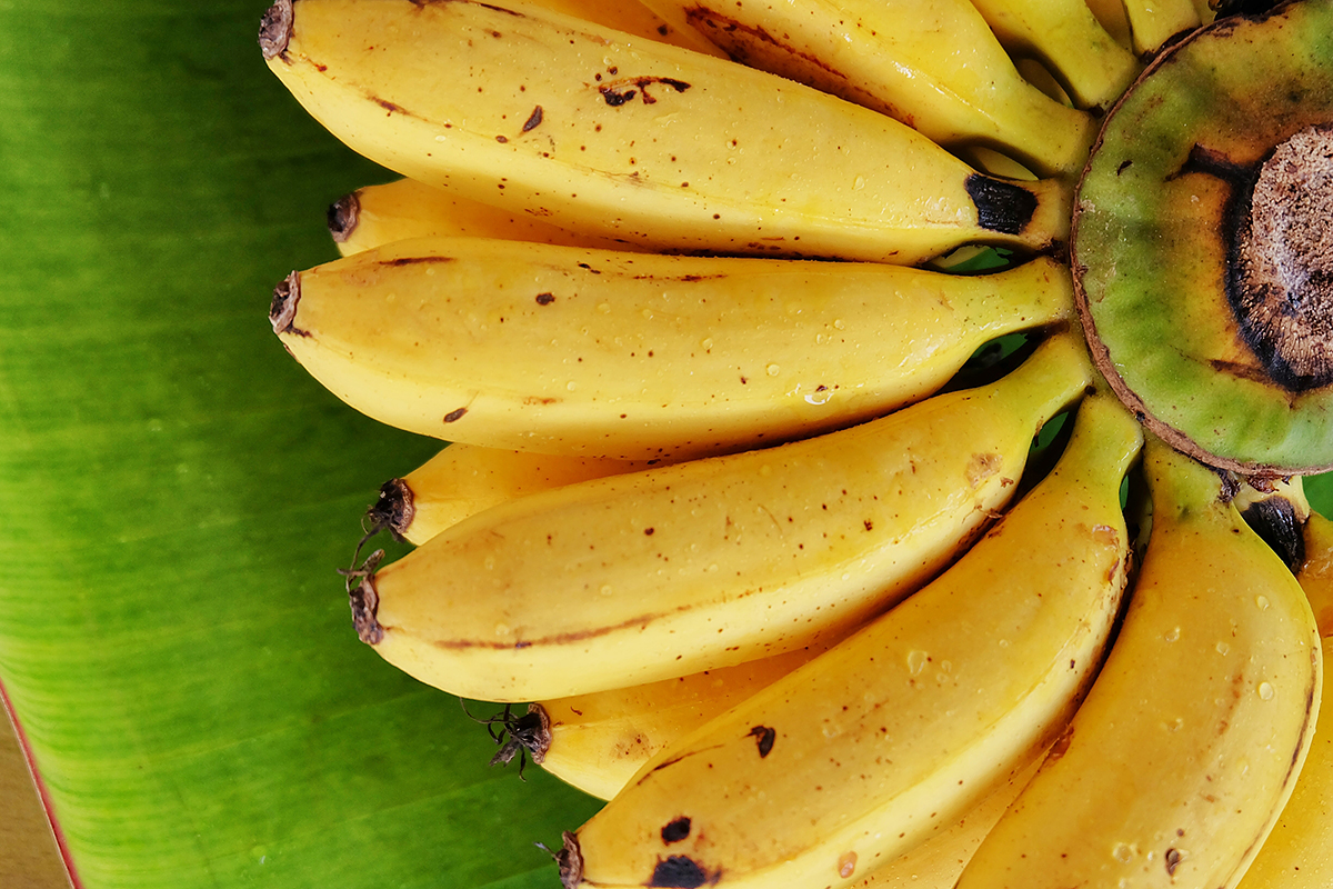 Genetic modification tackles banana disease in Australia