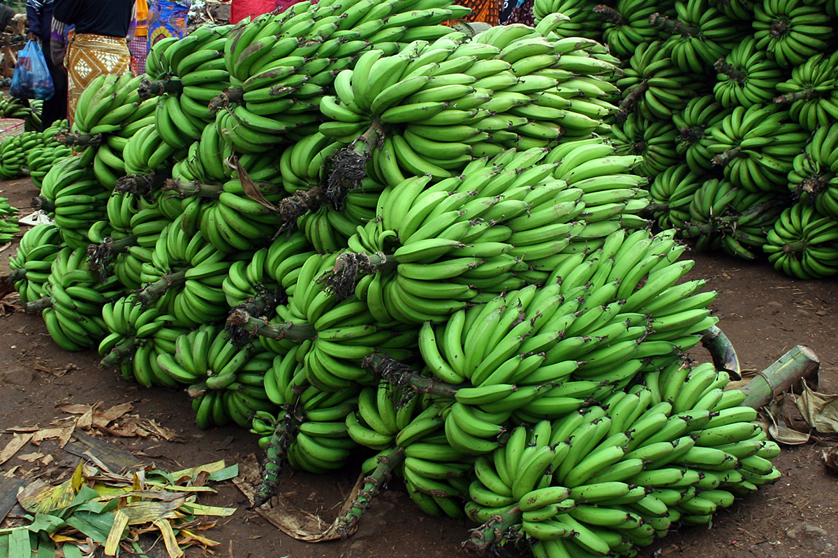 Protests cause Panama to lose 450,000 boxes of bananas
