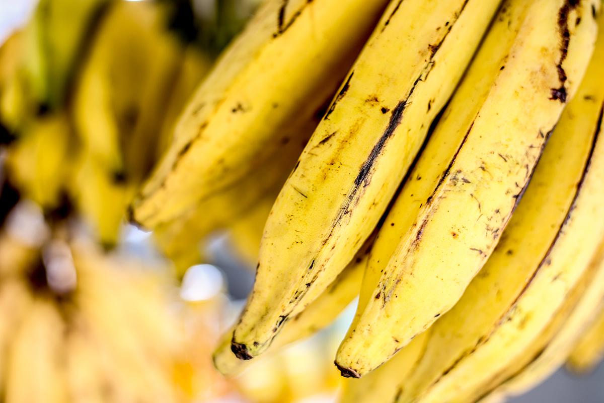 Uniban is the world's fifth-largest banana exporter