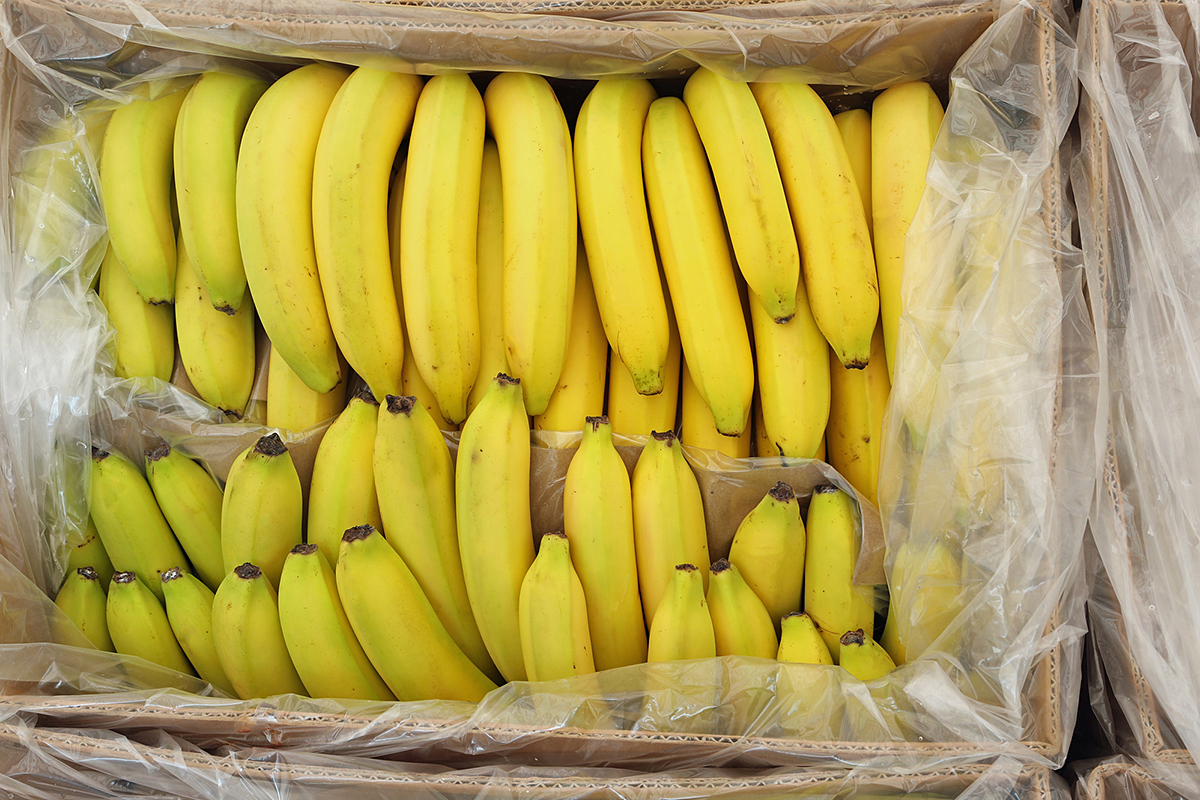 Las importaciones rusas de banano de Ecuador alcanzan su nivel más bajo ...