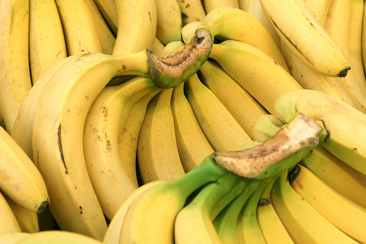 Climate change threatens 60% of Latin America’s bananas