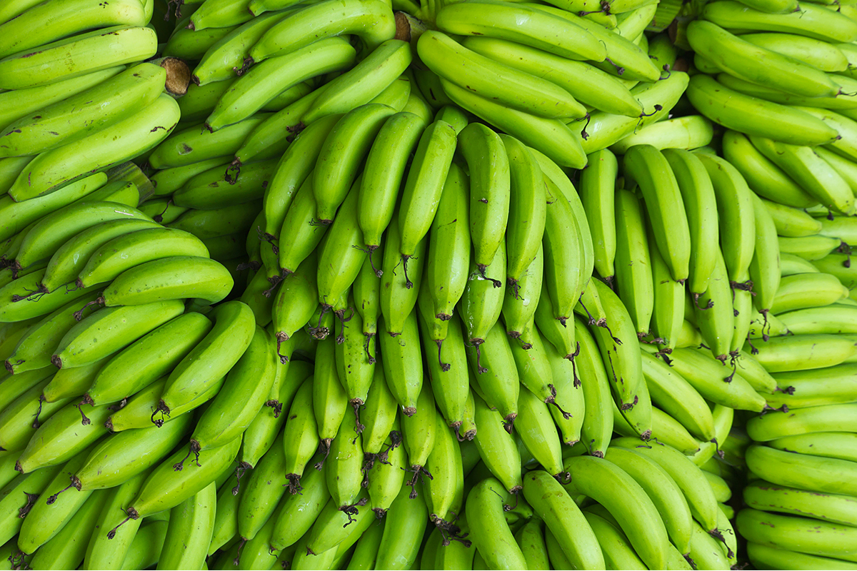 Una bananera costarricense reduce más del 80% del consumo de agua en ...