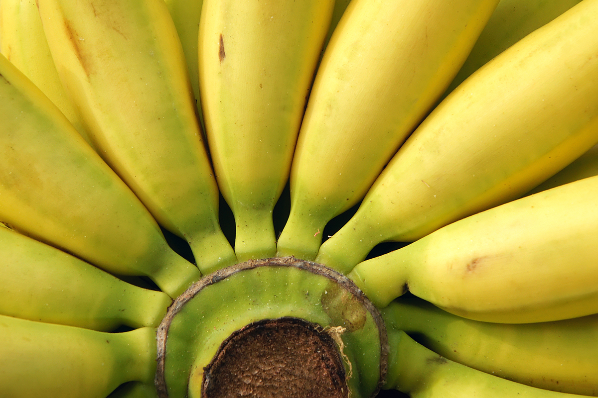 Belize banana prices fall 11%