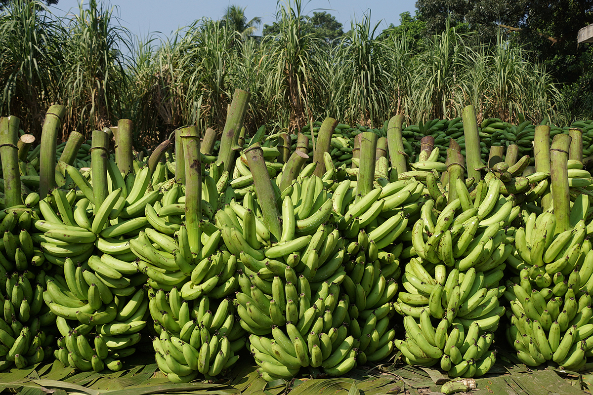 Baisse des exportations de bananes du Cameroun en avril 2025