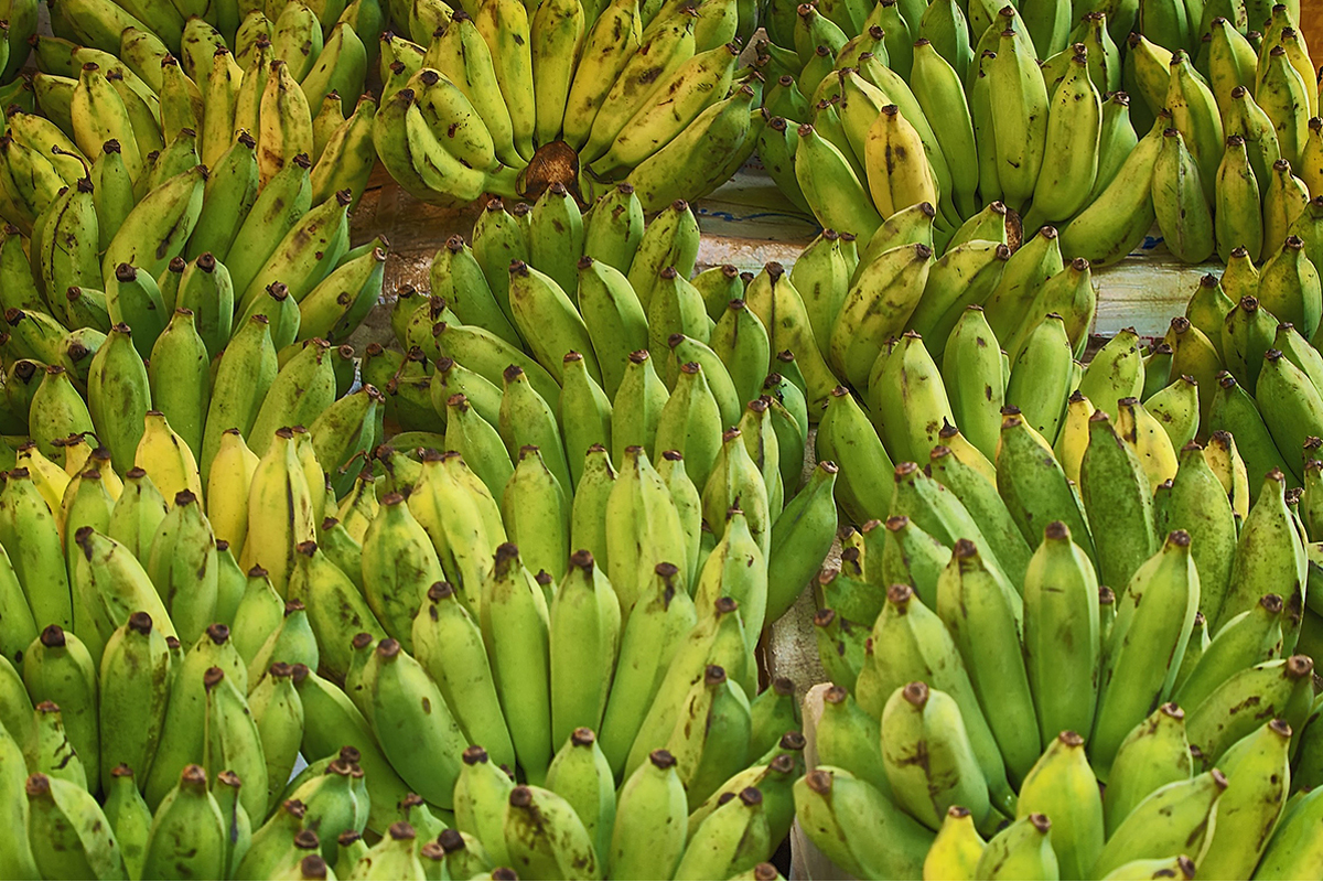 El banano ecuatoriano crece un 3,38% hasta noviembre