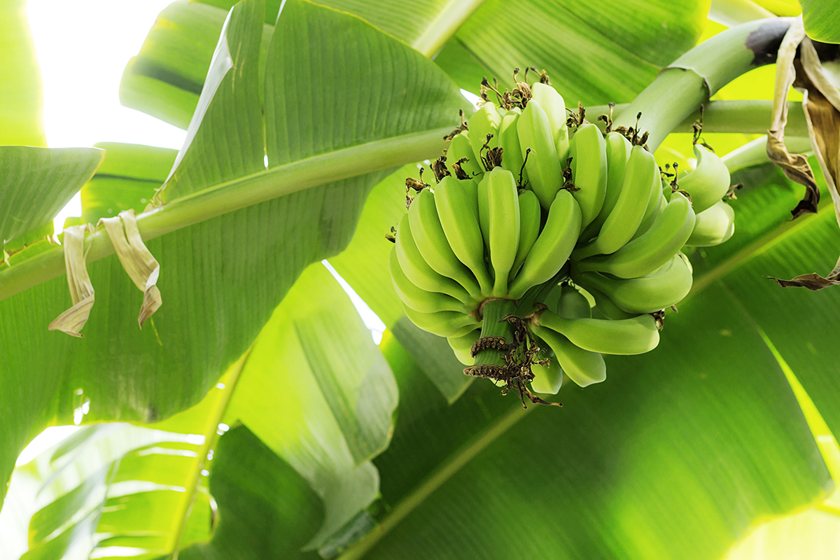 Latin American banana associations urge supermarkets to make real ...