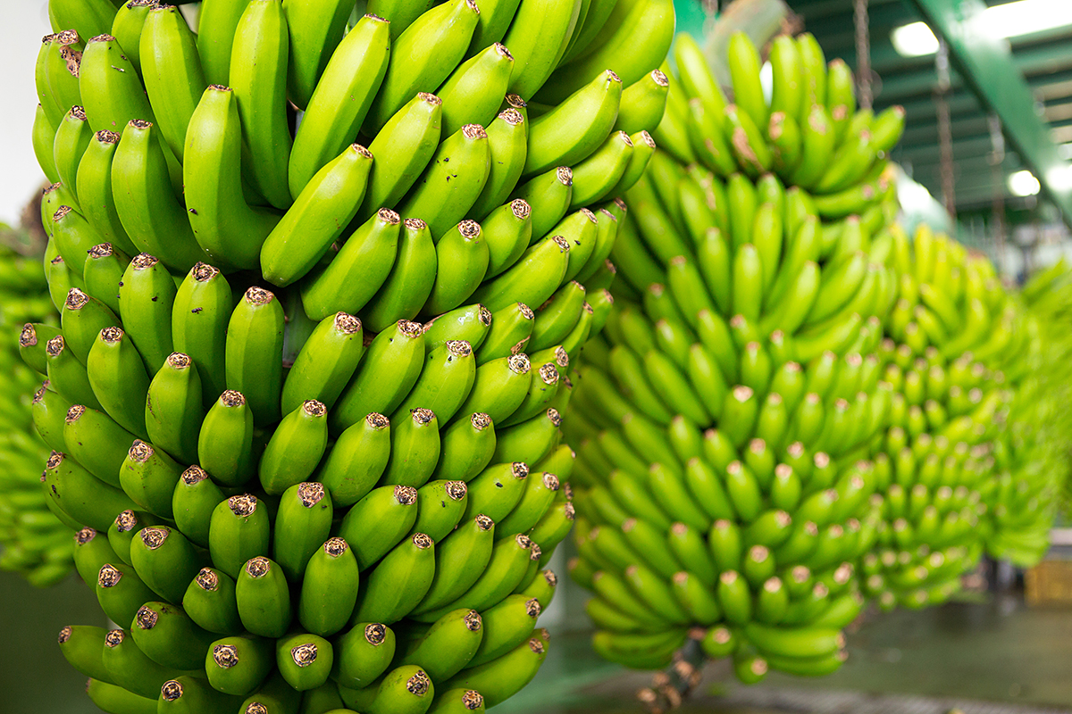Chiquita retoma la producción de banano en Panamá y prueba empacadoras ...