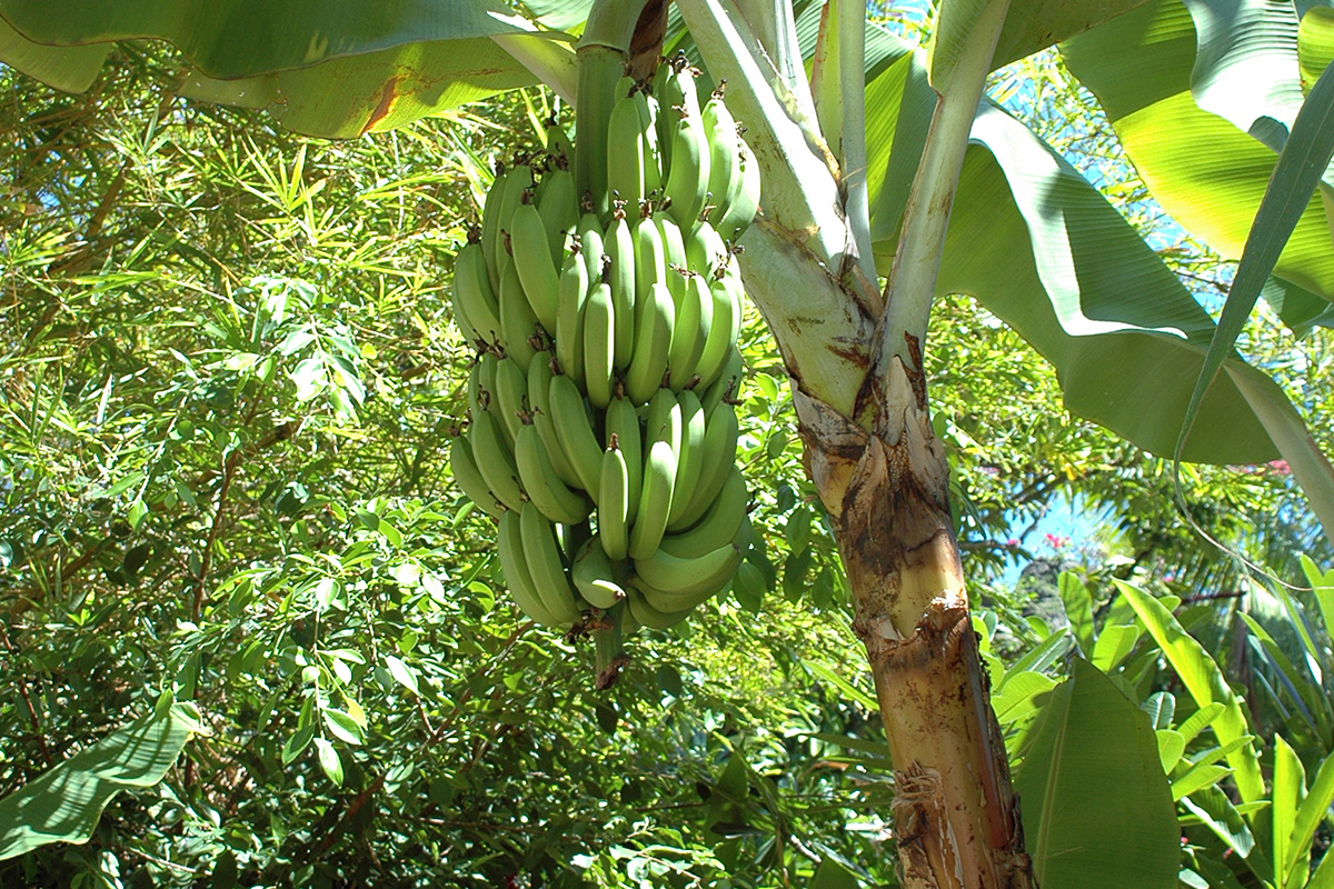 Panama declares state of emergency over banana strike