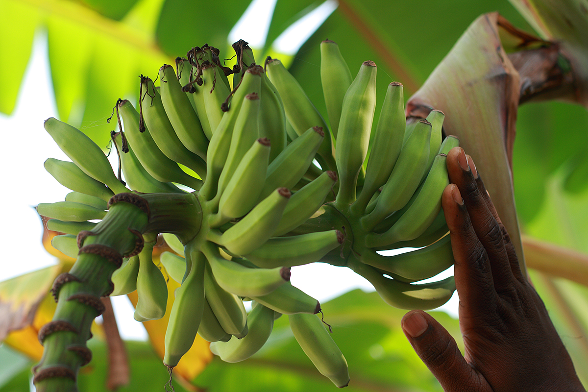 Ecuador scientists test gene editing for banana Fusarium control