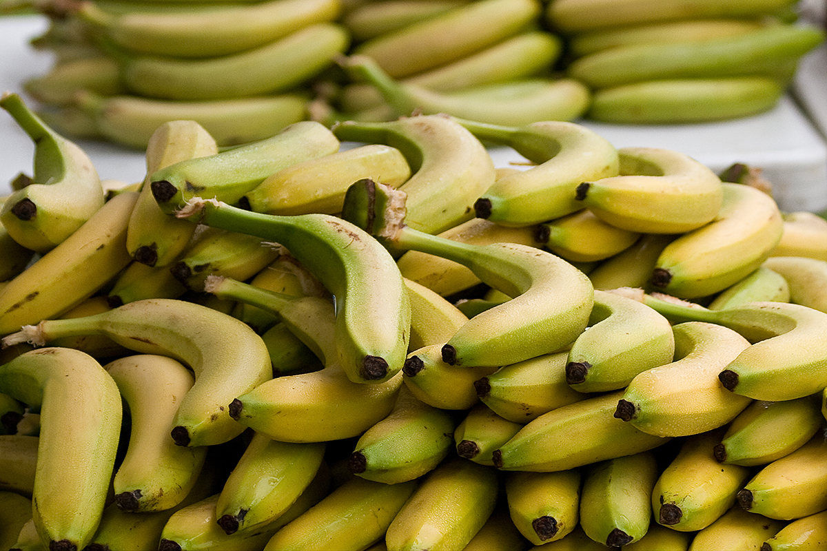 Belize strengthens banana sector response to Fusarium TR4