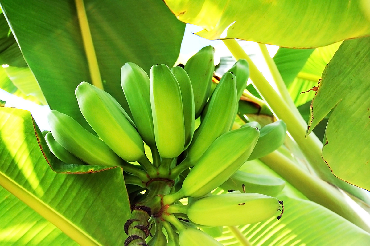 Llega a Perú una variedad de banano resistente al "Fusarium" raza 4