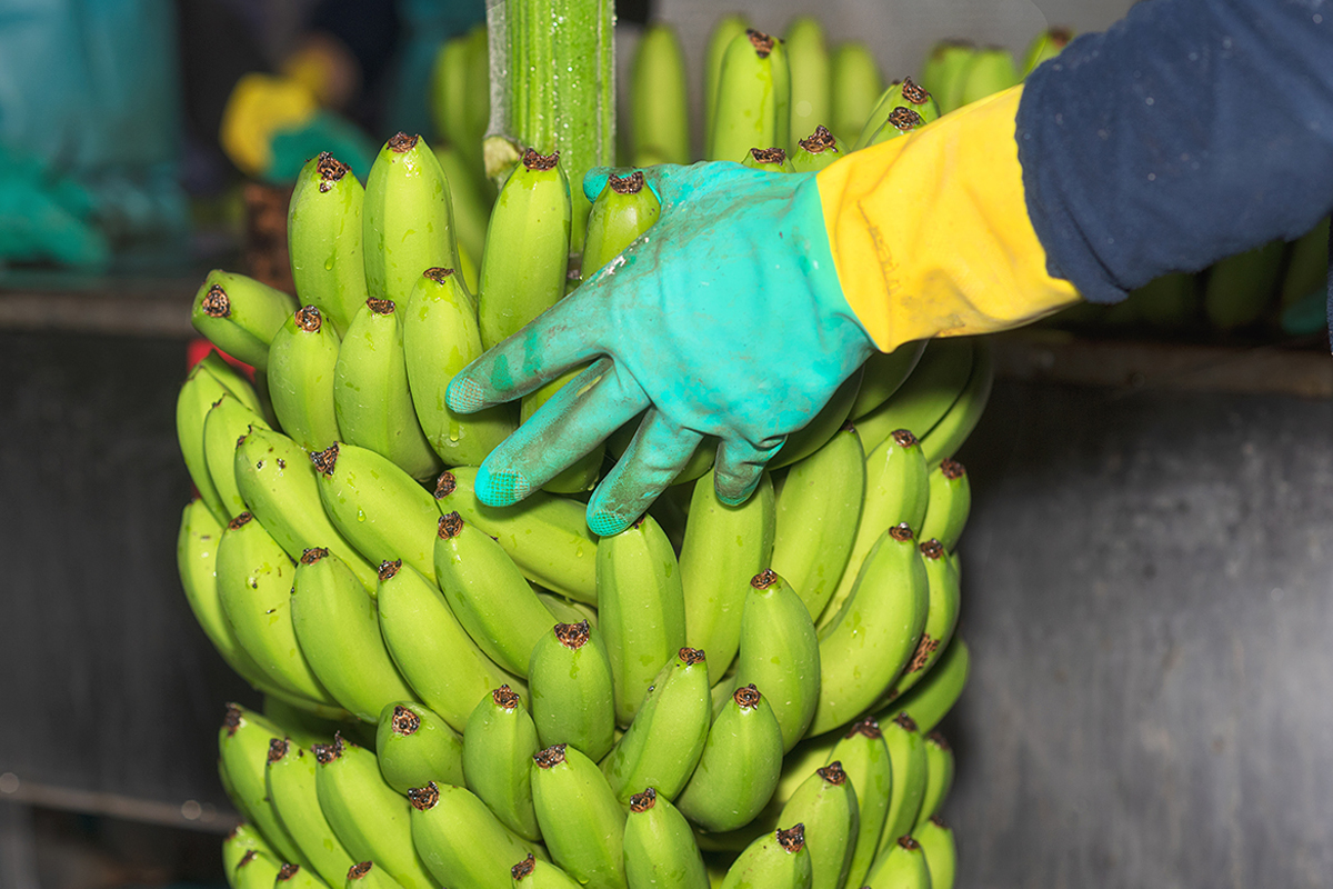 Colombian banana exports grew by 18.8% in the first quarter