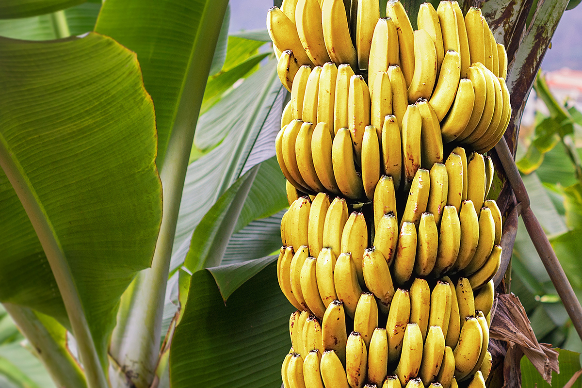 I coltivatori di banane indiani chiedono un prezzo minimo di sostegno ...