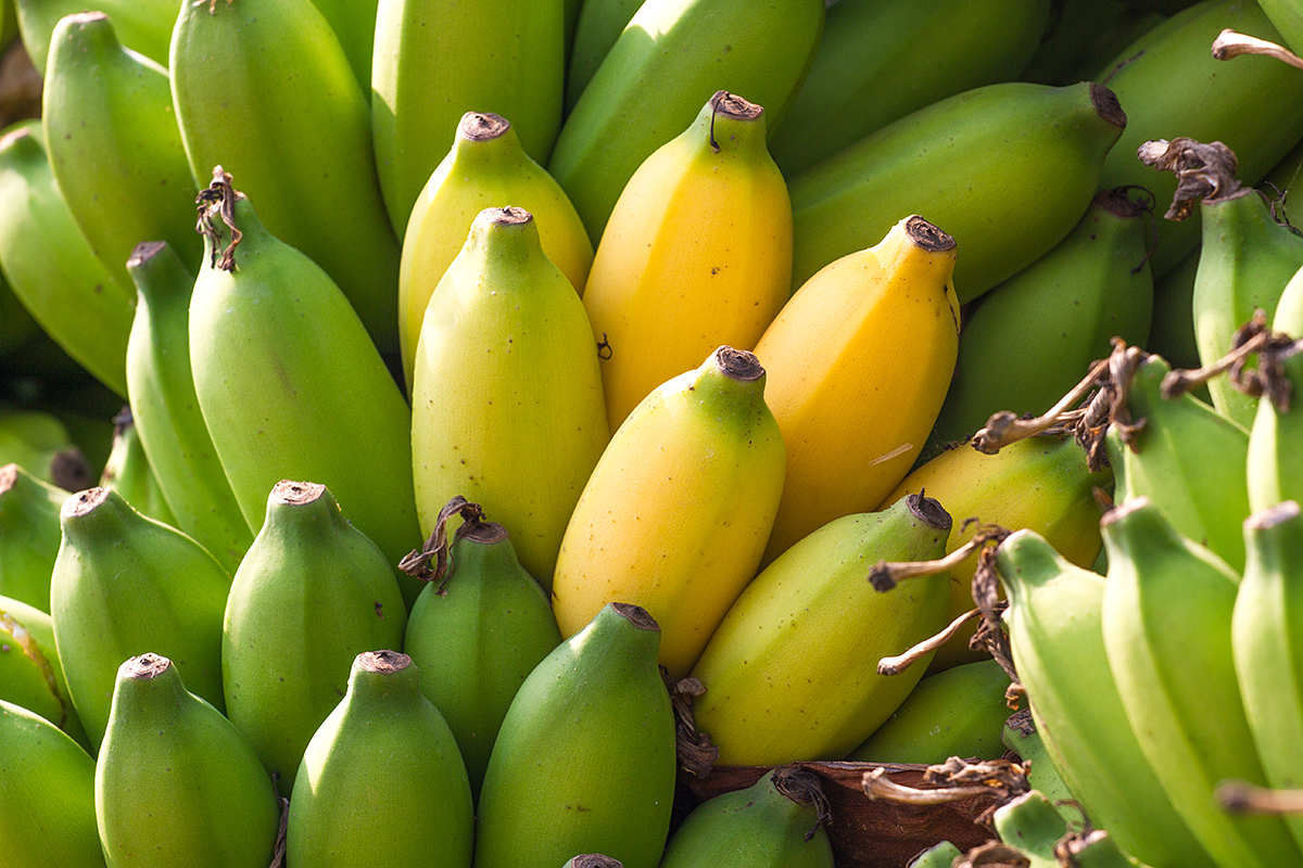 Ecuadorian banana exports to China increased by 37.67% in 2025