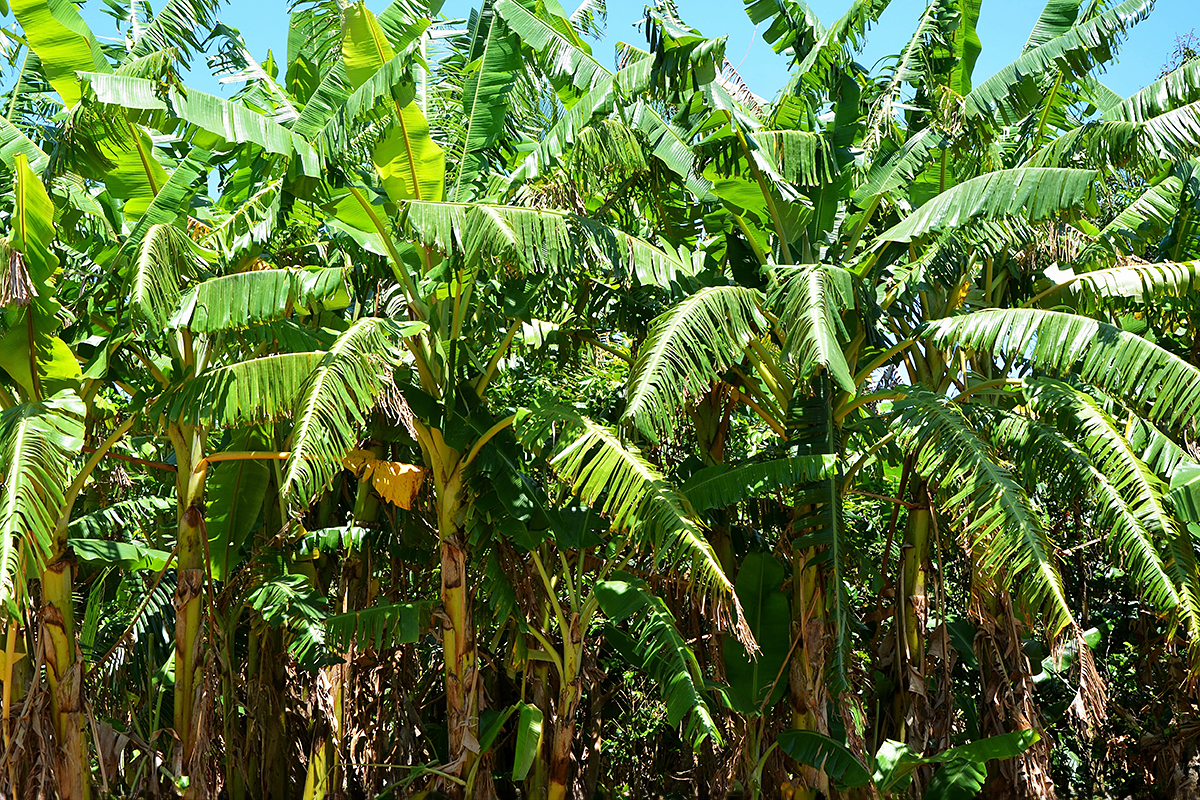 Brazilië test bananen die resistent zijn tegen TR4