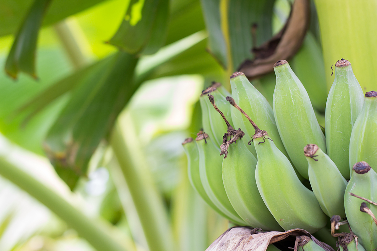 Russia begins domestic banana cultivation project