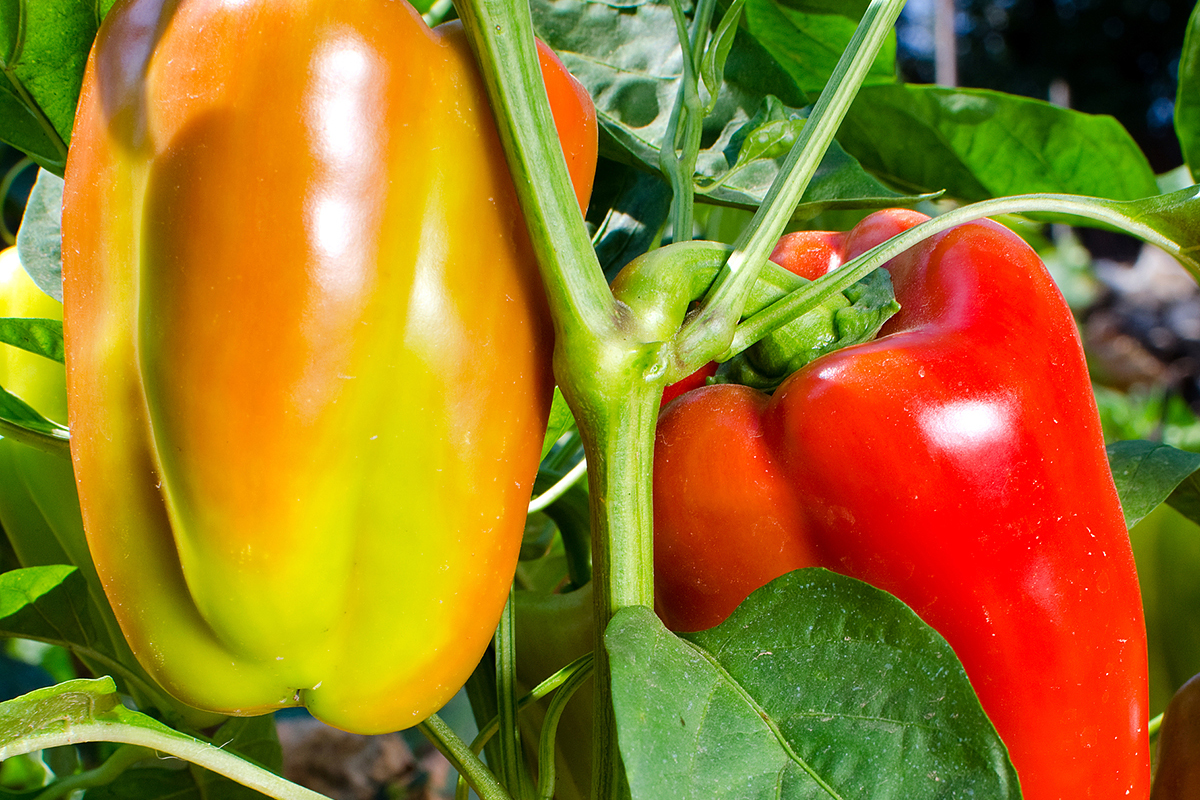 Mexico surpassed Spain in pepper export value in 2024