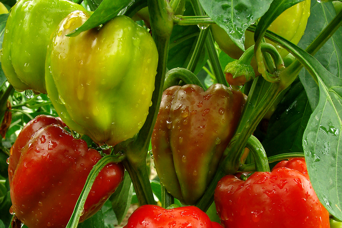 Sinaloa explora la exportación de pimiento morrón a Japón